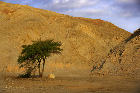 Acacia Tree Israel Images – Browse 1,827 Stock Photos, Vectors, and ...