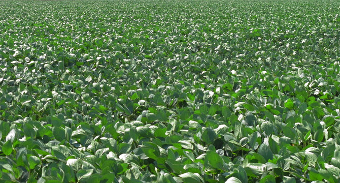 Beanfield Images – Browse 62 Stock Photos, Vectors, and Video | Adobe Stock