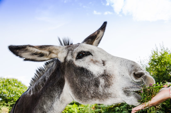 「Bourrique」の画像 - 273 件の Stock 写真、ベクターおよびビデオ | Adobe Stock