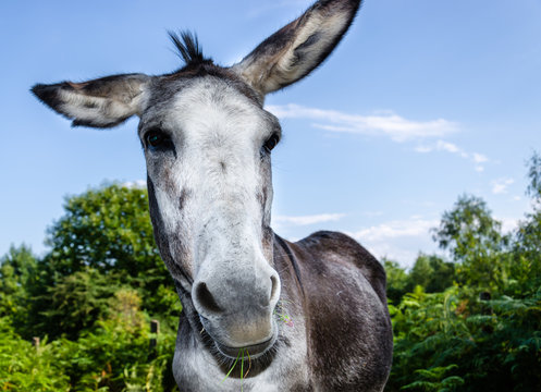 Imágenes de Bourrique: descubre bancos de fotos, ilustraciones ...