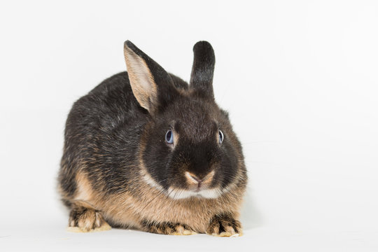 Kanickel-Bilder: Stock-Fotos & -Videos. | Adobe Stock