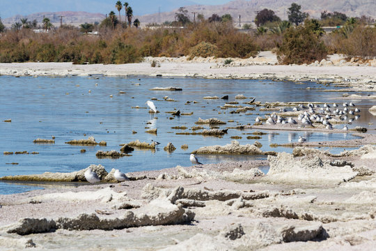 Habbitat Images – Browse 53 Stock Photos, Vectors, and Video | Adobe Stock