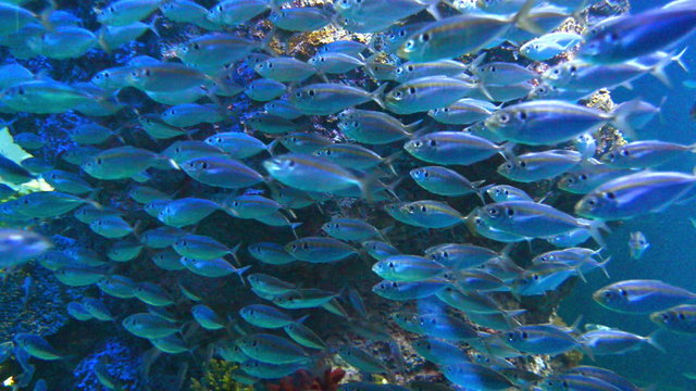 "Sardine Run" Images – Browse 574 Stock Photos, Vectors, and Video ...