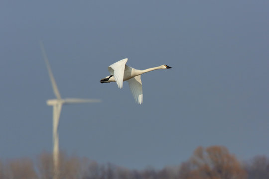 Windvogel Bilder – Durchsuchen 85,586 Archivfotos, Vektorgrafiken und ...