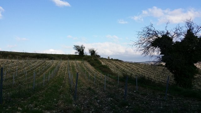 "Champ De Vigne" 影像 – 瀏覽 275 個素材庫相片、向量圖和影片 | Adobe Stock
