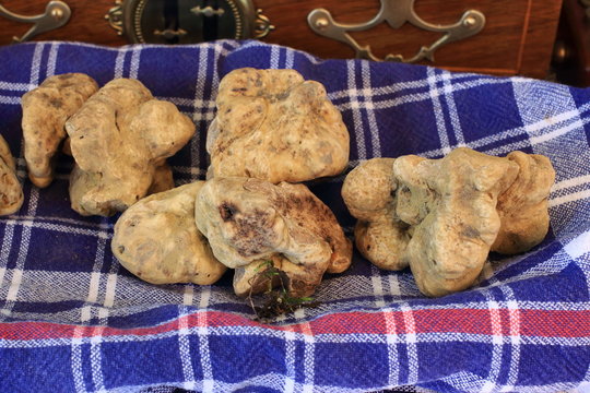 รูปภาพTrifola – เลือกดูภาพถ่ายสต็อก เวกเตอร์ และวิดีโอ83 | Adobe Stock