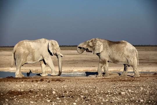 "Elephant Couple" Images – Browse 324 Stock Photos, Vectors, and Video ...