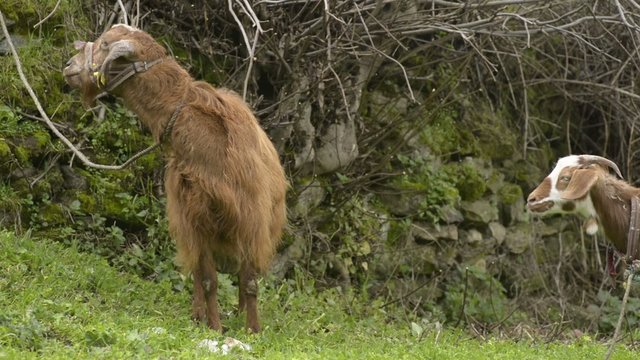 "Two Goats" Images – Browse 134 Stock Photos, Vectors, and Video ...