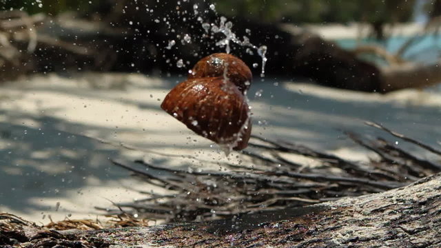 Coconut Falling Images – Browse 8,871 Stock Photos, Vectors, and Video ...