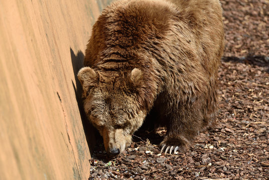 Imágenes de Orso: descubre bancos de fotos, ilustraciones, vectores y ...