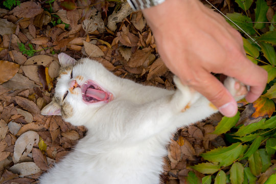 Katzengebiss-Bilder: Stock-Fotos & -Videos. | Adobe Stock