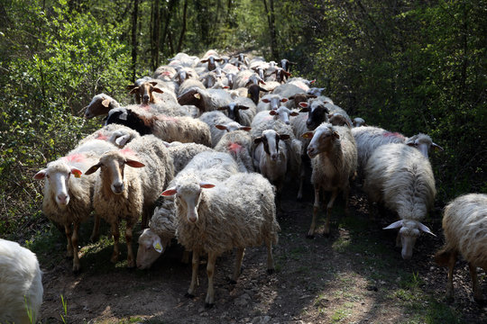 Mungere bilder – Bläddra bland 357 stockfoton, vektorer och videor ...