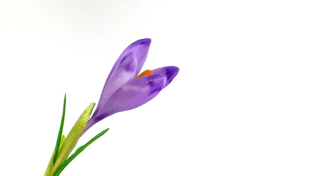 Crocus Video Footage – Browse 5,836 HD Stock Video and Footage | Adobe ...