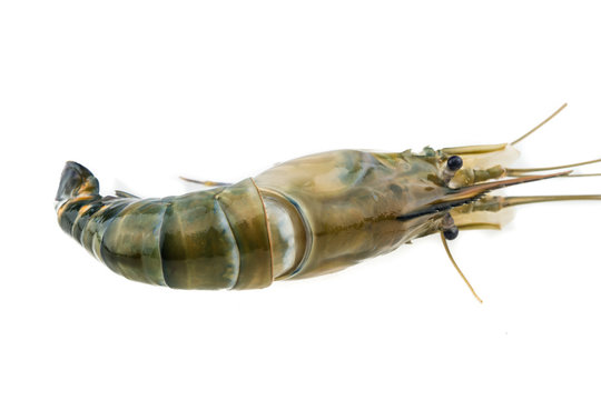 Shimp Bilder – Durchsuchen 545 Archivfotos, Vektorgrafiken und Videos ...