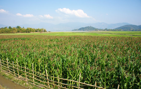 Intercropping Images – Browse 316 Stock Photos, Vectors, and Video ...