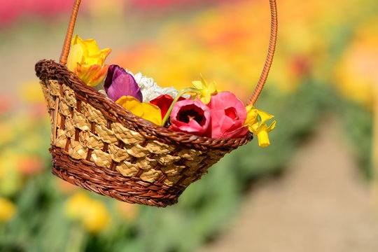 「Sepeti」の写真素材 | 162件の無料イラスト画像 | Adobe Stock