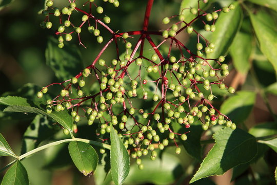 Wildbeeren Images – Parcourir 609 le catalogue de photos, vecteurs et ...