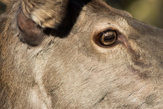 Rehaugen Bilder – Durchsuchen 4,318 Archivfotos, Vektorgrafiken und ...