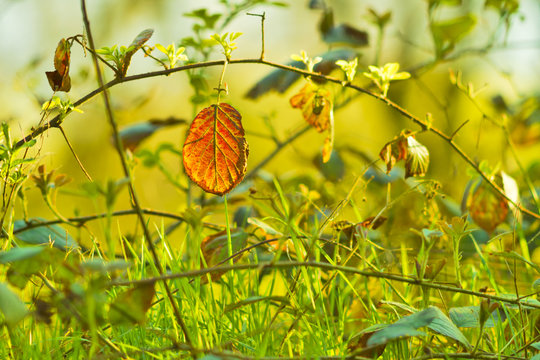 Brombeerhecke-Bilder: Stock-Fotos & -Videos. | Adobe Stock