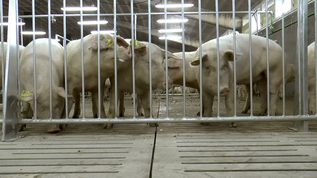 Pig-Farm Bilder – Durchsuchen 1,766 Archivfotos, Vektorgrafiken und ... Pig-Farm Bilder – Durchsuchen 1,766 Archivfotos, Vektorgrafiken und ...