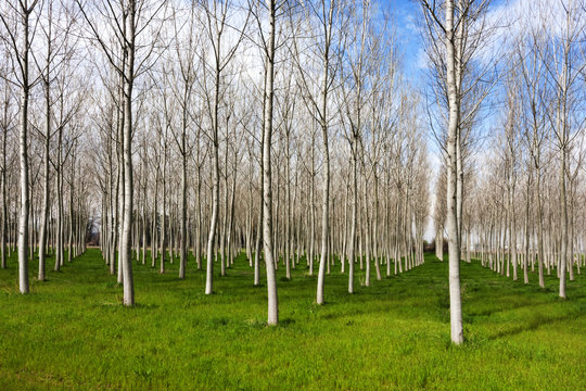 Arboriculture Images – Browse 15,726 Stock Photos, Vectors, and Video ...