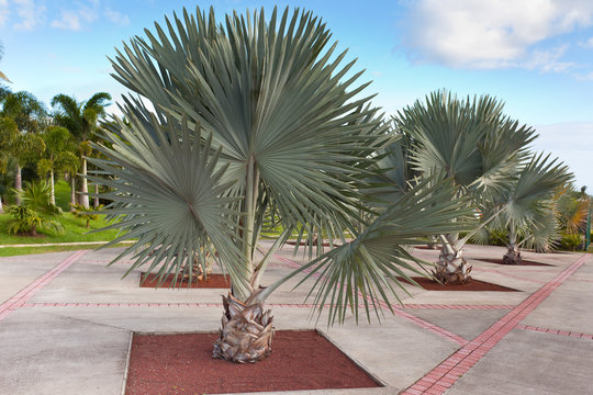 รูปภาพLatanier – เลือกดูภาพถ่ายสต็อก เวกเตอร์ และวิดีโอ355 | Adobe Stock