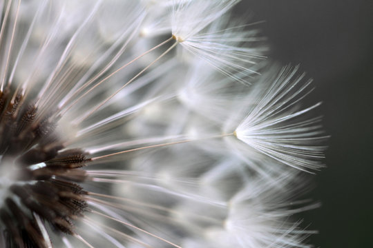 รูปภาพPusteblume – เลือกดูภาพถ่ายสต็อก เวกเตอร์ และวิดีโอ15,755 | Adobe ...