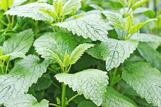 Minzen bilder – Bläddra bland 1,320 stockfoton, vektorer och videor ...