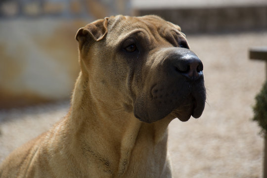 Shar-Pei Images – Browse 3,180 Stock Photos, Vectors, and Video | Adobe ...