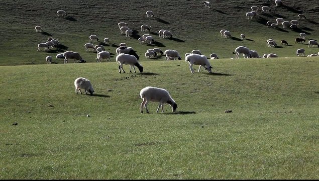 "Count Sheep" Images – Browse 851 Stock Photos, Vectors, and Video ...