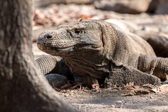 รูปภาพWarane – เลือกดูภาพถ่ายสต็อก เวกเตอร์ และวิดีโอ204 | Adobe Stock