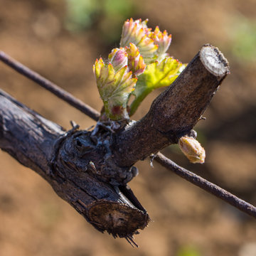 Bourgeonner bilder – Bläddra bland 397 stockfoton, vektorer och videor ...