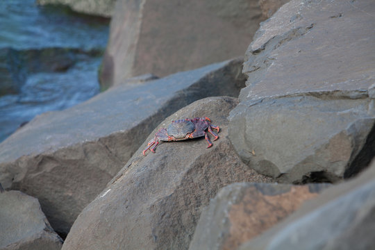 รูปภาพPleocyemata – เลือกดูภาพถ่ายสต็อก เวกเตอร์ และวิดีโอ157 | Adobe Stock