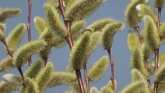 "Catkin Flower"-Bilder: Stock-Fotos & -Videos. | Adobe Stock