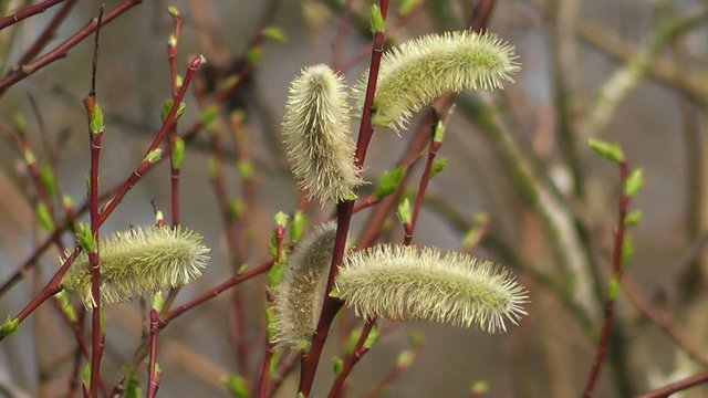 "Catkin Flower"-Bilder: Stock-Fotos & -Videos. | Adobe Stock