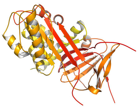 Fibrin Structure