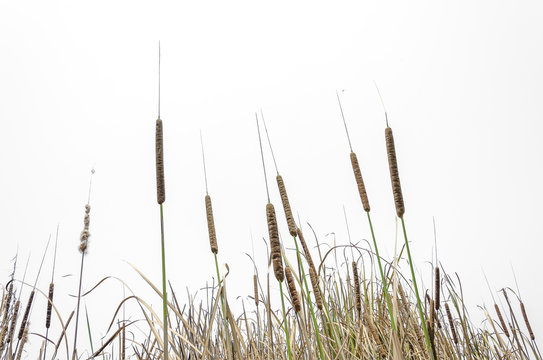 รูปภาพCattails – เลือกดูภาพถ่ายสต็อก เวกเตอร์ และวิดีโอ28,735 | Adobe Stock