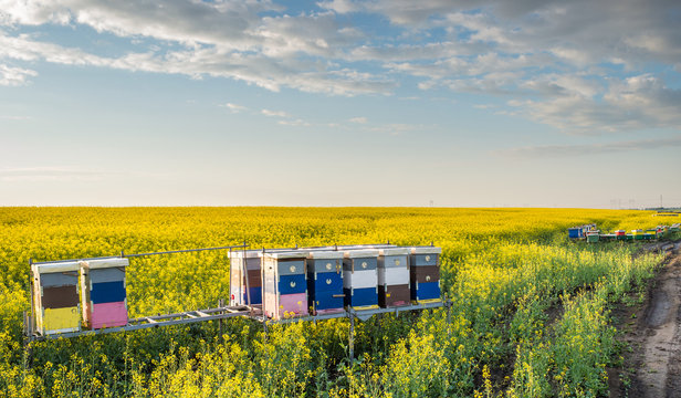 Apiary Images – Browse 123,779 Stock Photos, Vectors, and Video | Adobe ...