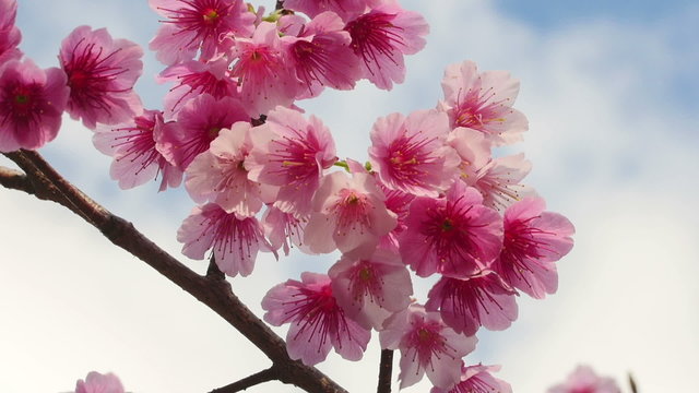 Obrázky Kanhizakura – procházejte fotografie, vektory a videa 59 ...