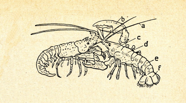 Kreef Images – Browse 27 Stock Photos, Vectors, and Video | Adobe Stock