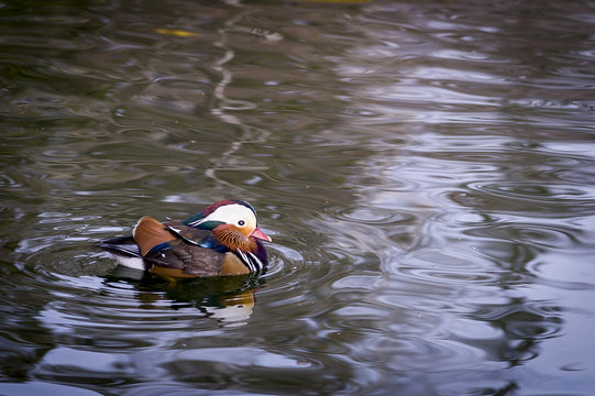 Canard Mandarin Images – Browse 599 Stock Photos, Vectors, and Video ...