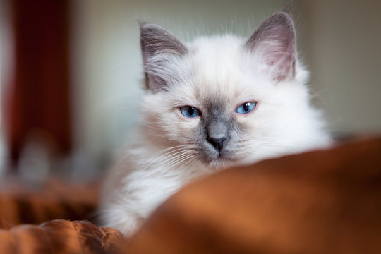 Birmanes Bilder – Durchsuchen 5,587 Archivfotos, Vektorgrafiken und ...