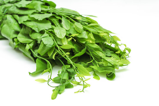 「Pak-Wan」の写真素材 | 303件の無料イラスト画像 | Adobe Stock