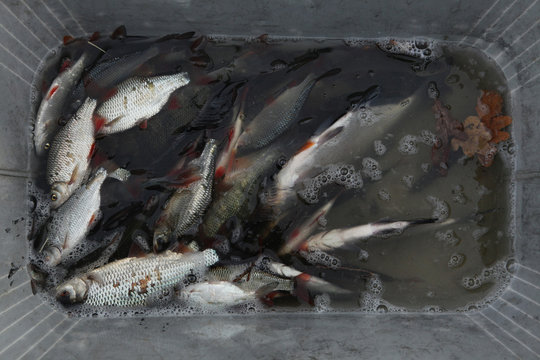 "Mass Fishing" Bilder – Durchsuchen 34 Archivfotos, Vektorgrafiken und ...