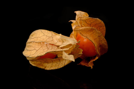 รูปภาพJudenkirsche – เลือกดูภาพถ่ายสต็อก เวกเตอร์ และวิดีโอ382 | Adobe ...