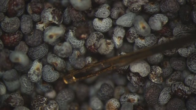 Microscopic Food Images – Browse 6,268 Stock Photos, Vectors, and Video ...