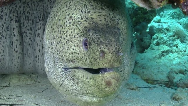 Murena Images – Browse 399 Stock Photos, Vectors, and Video | Adobe Stock