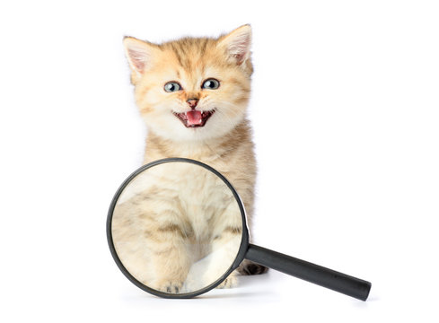 Cat Magnifying Glass Images – Browse 2,017 Stock Photos, Vectors, and ...