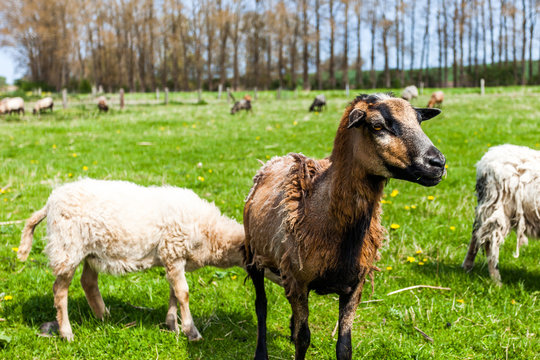 Scheunenhof Images – Browse 10 Stock Photos, Vectors, and Video | Adobe ...