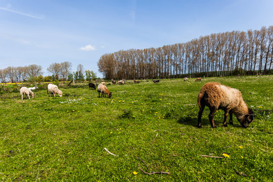 Scheunenhof Images – Browse 10 Stock Photos, Vectors, and Video | Adobe ...